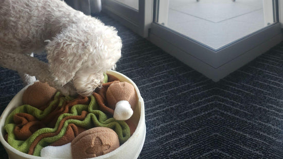 Pawcurement | Unique Dog & Snuffle Toys Australia & NZ